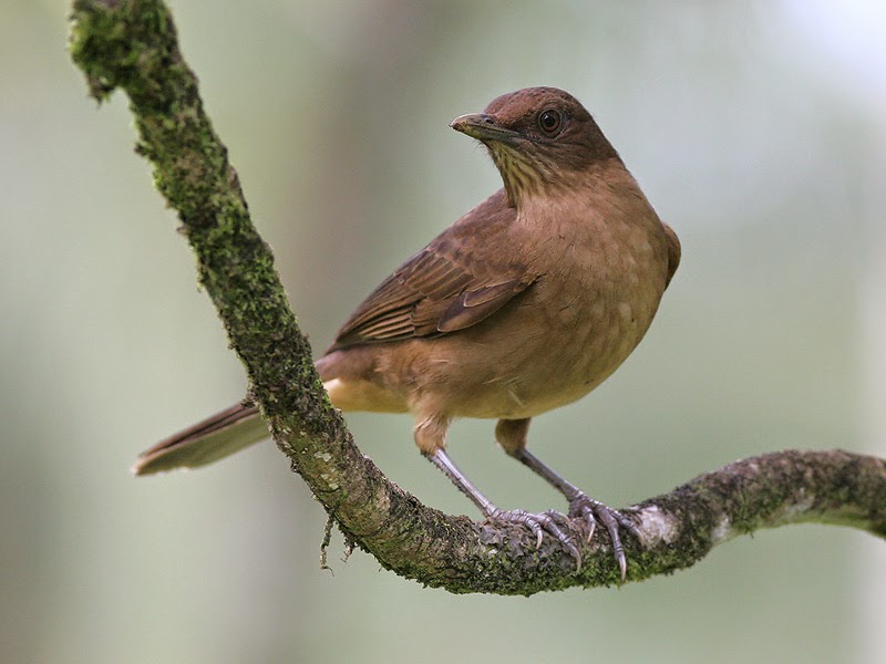 Bellas Aves de El Salvador: Turdus grayi (chonte o senzontle) Residente