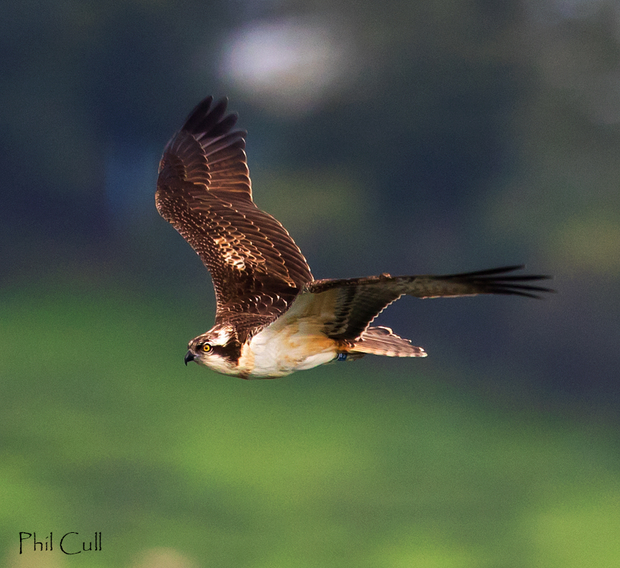 Phil Cull Wildlife Photography: 2017