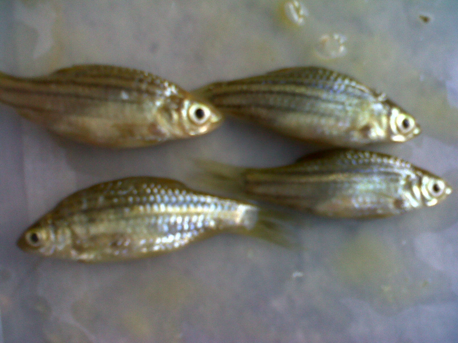 15+ Ikan Belitong