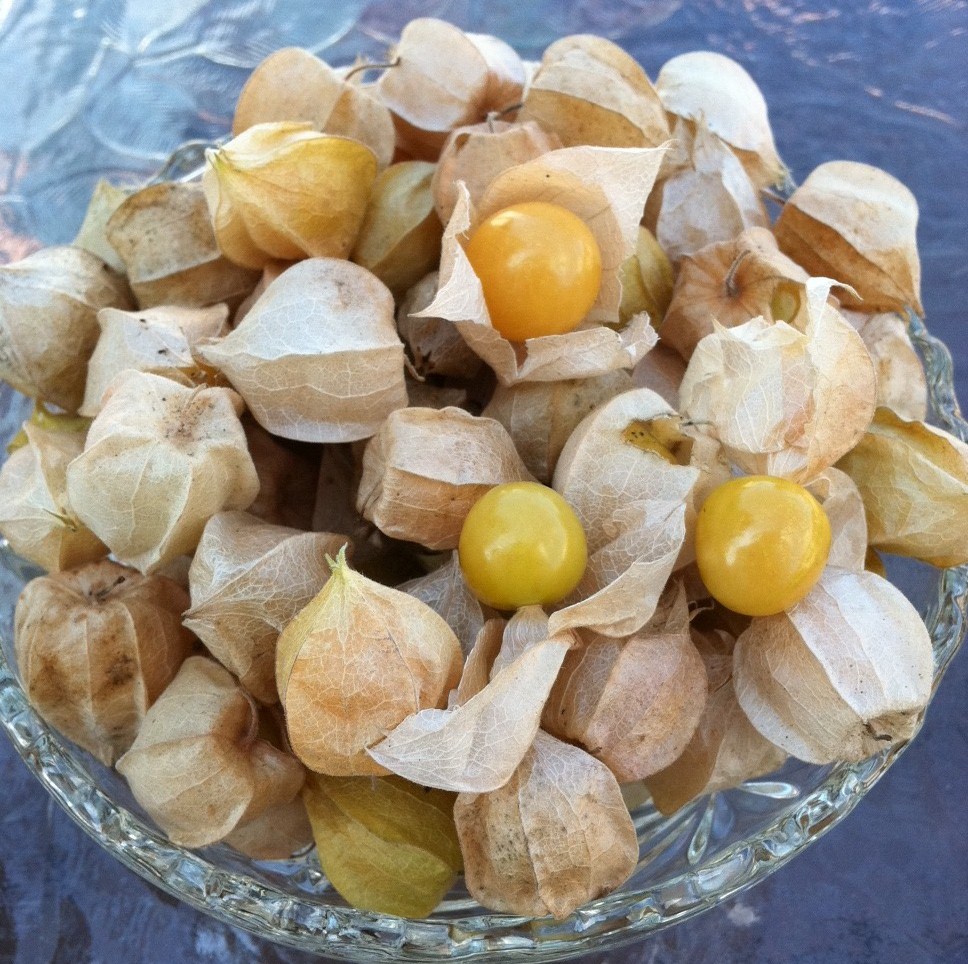 BE REAL: Ground Cherries