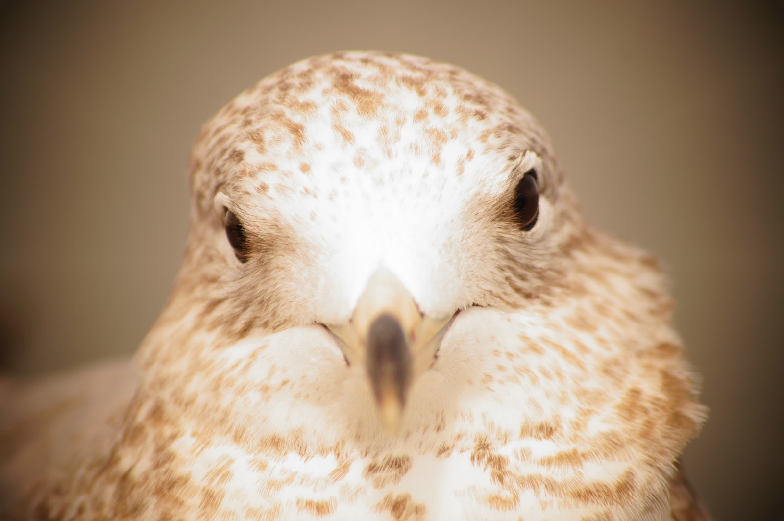 17 high resolution birds free pictures for blogs and commercial use