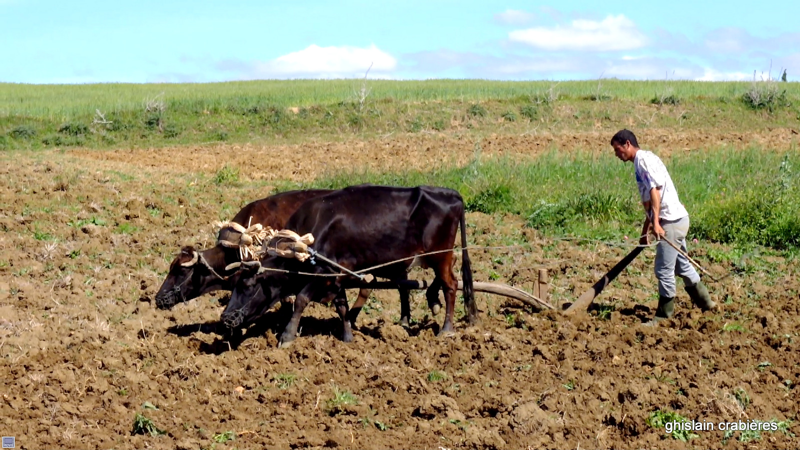 Crabieres Ghislain Photographies: Les vaches qui rient et celles qui ...