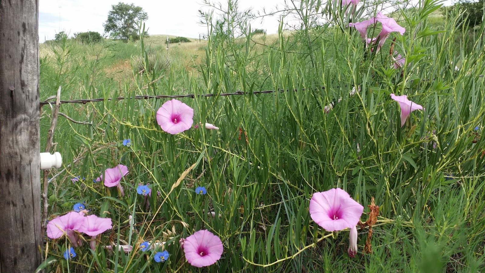 Scenic Sunday: Spring Flowers