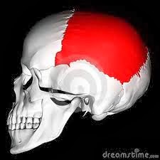 Anatomia : osteología del craneo-hueso parietal