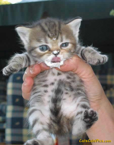 Funny Image Collection: 25 Funny Animals Pictures In The World!