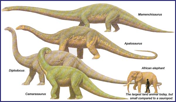 Dino Diaries: How big were dinosaurs actually?