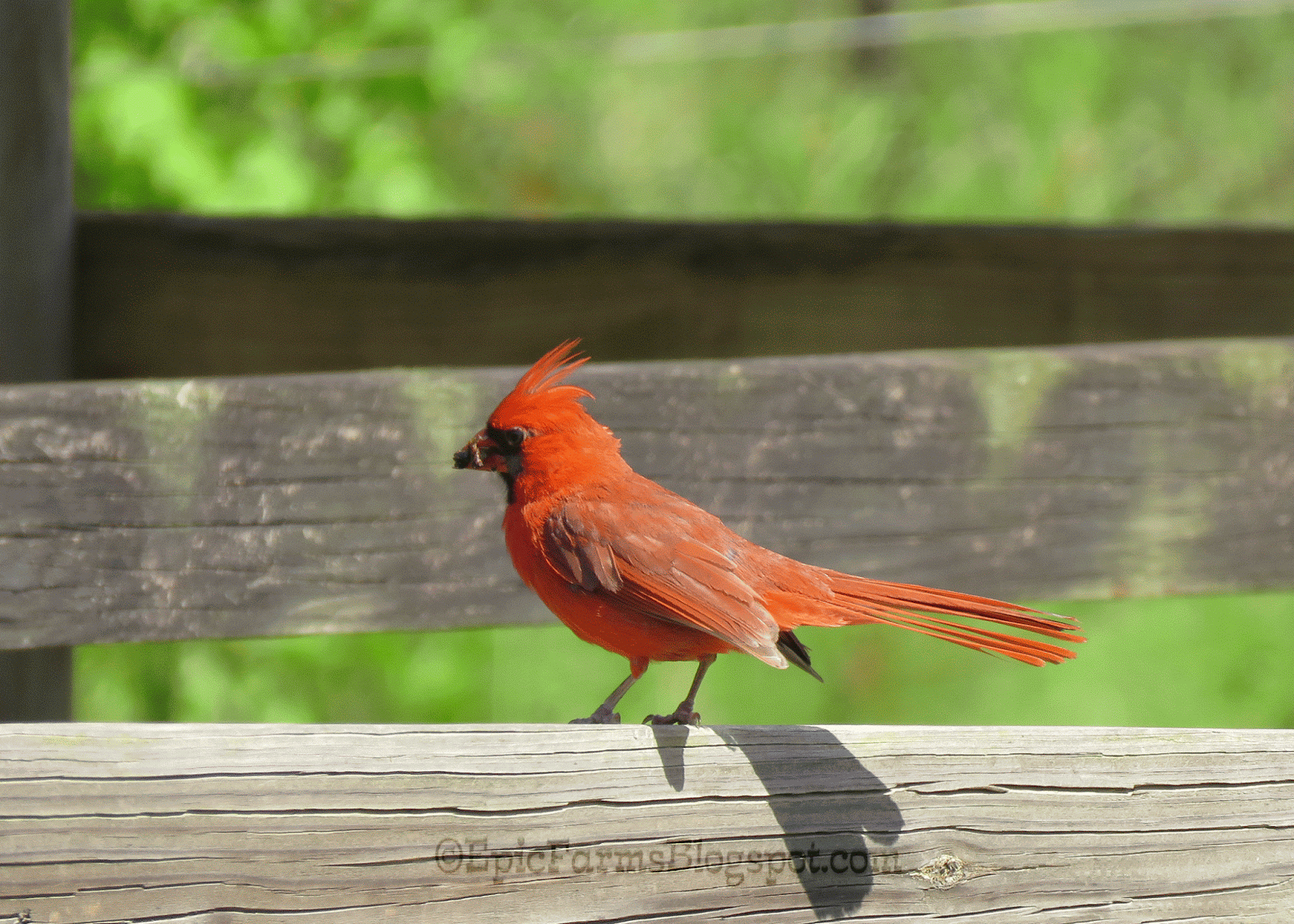 Juvenile Male Cardinal