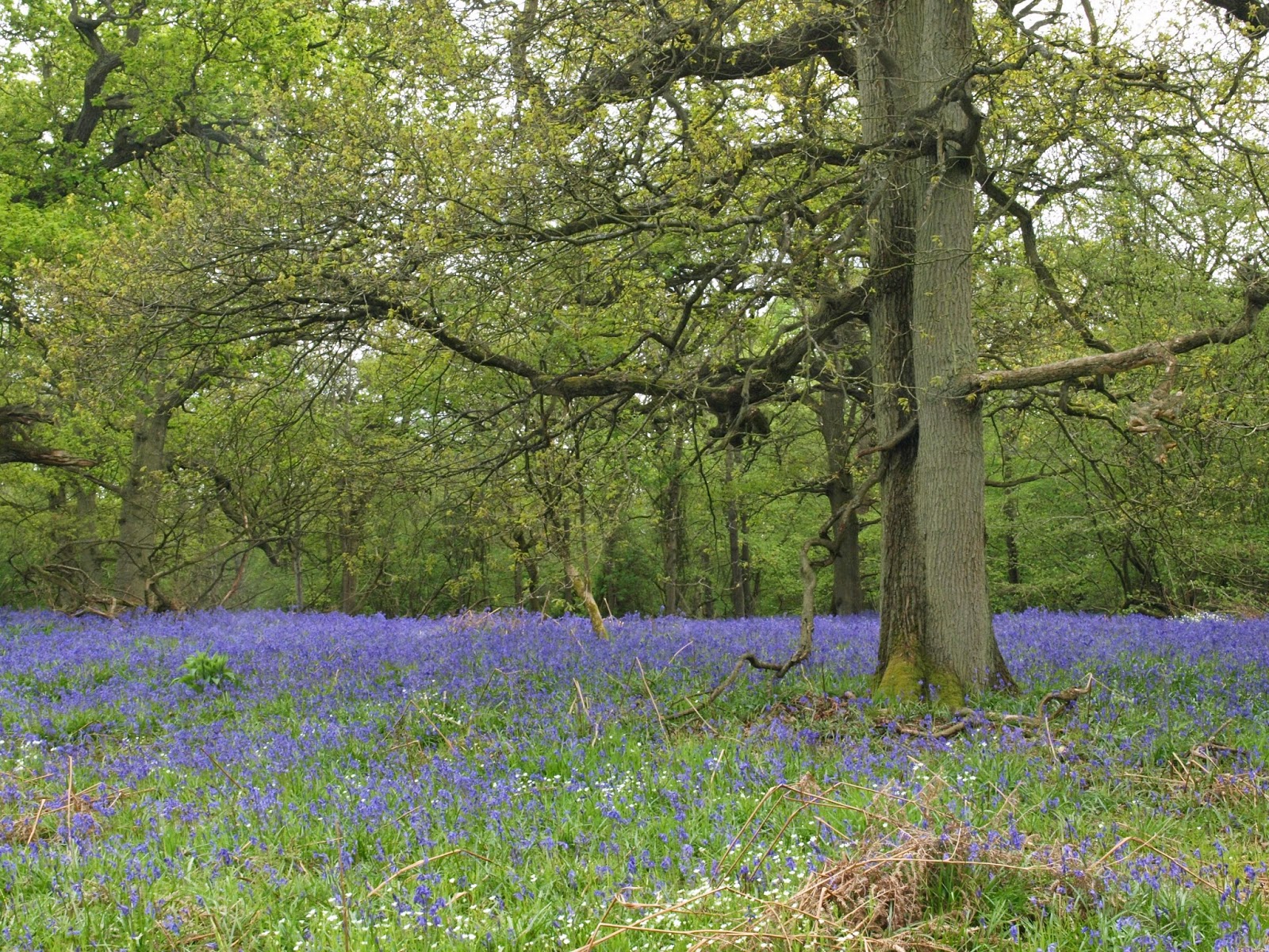 Ragged Robin's Nature Notes: Bluebells at Ryton Wood