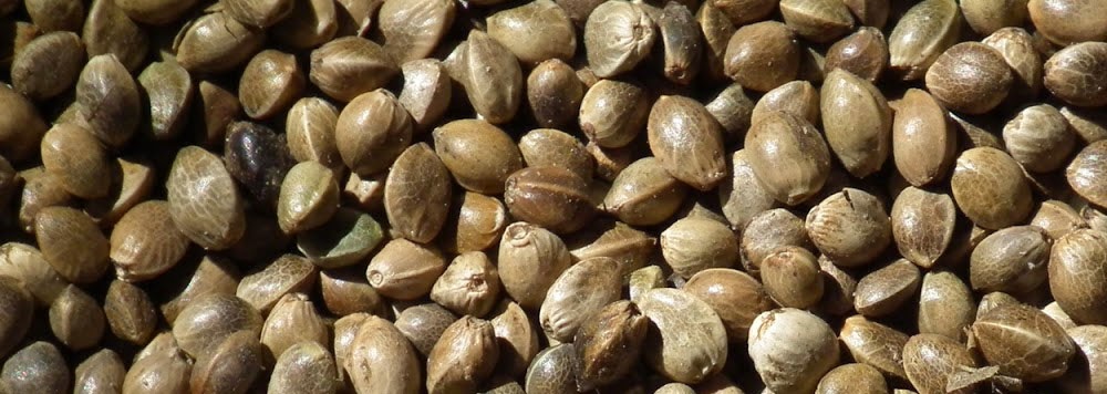 Bulk Agro India Private limited: Sunn Hemp Seeds Uses And Exporter