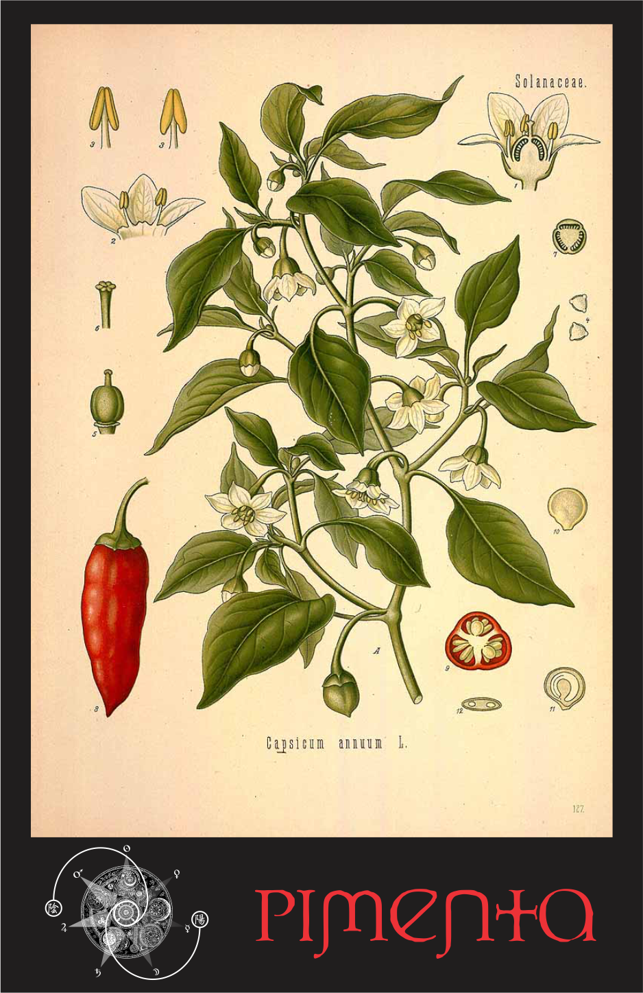 Pimenta (Capsicum sp) - Mahou Grimoire