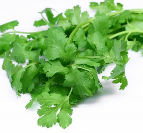Plantas Milagrosas : Coentro Benefícios e Qualidades