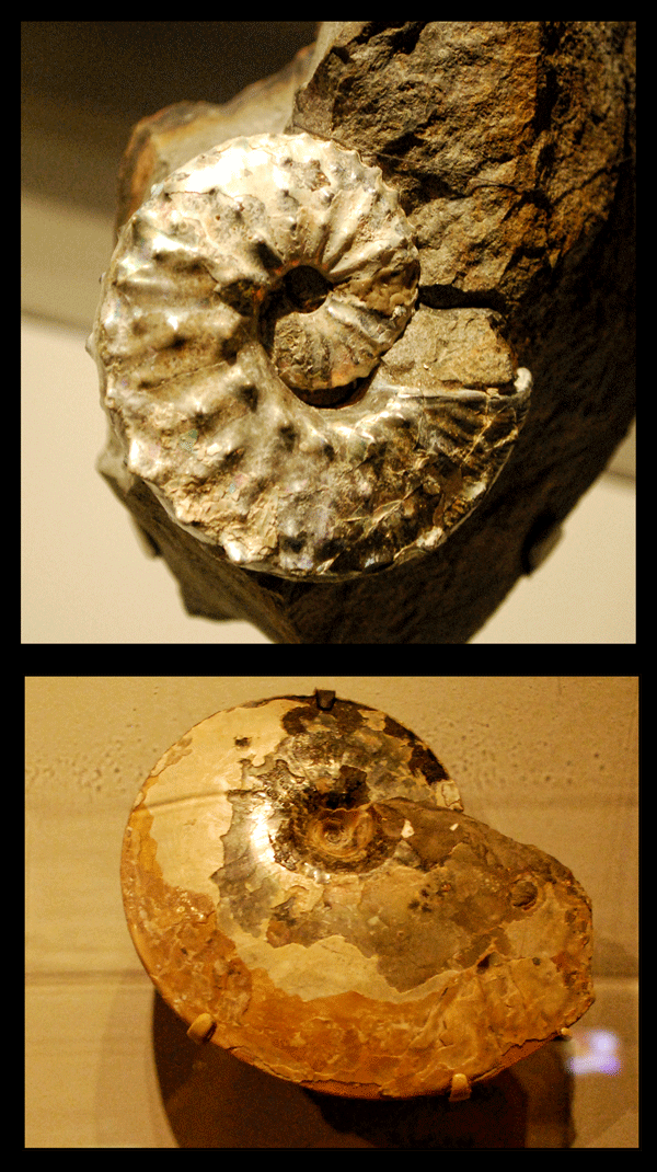 Our Adventures House Sitting: Dinosaurs Not Extinct!