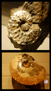 Our Adventures House Sitting: Dinosaurs Not Extinct!