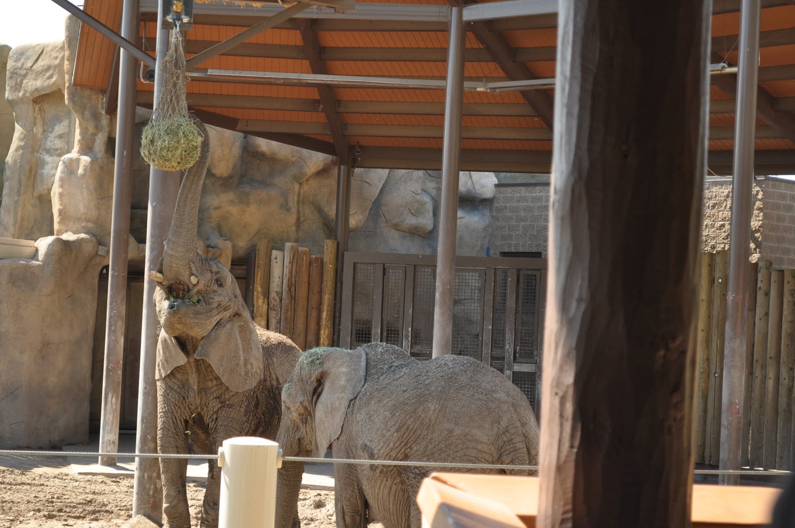 Tenney Family: Zoorassic Hogle Zoo