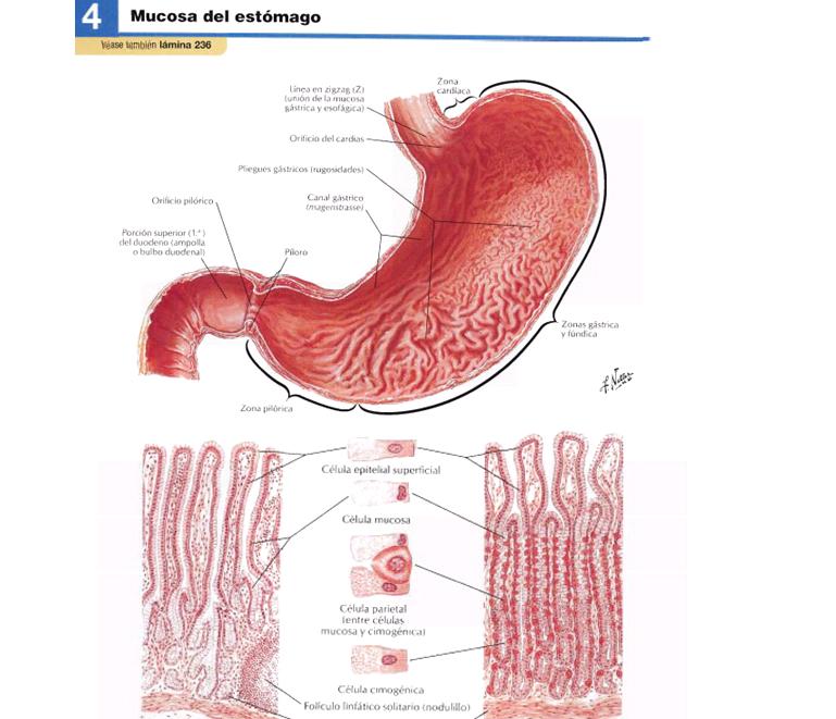 Fisio-Anato Digestivo: 10/10/12