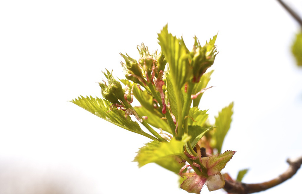 Flora Urbana: Chante Carouge!