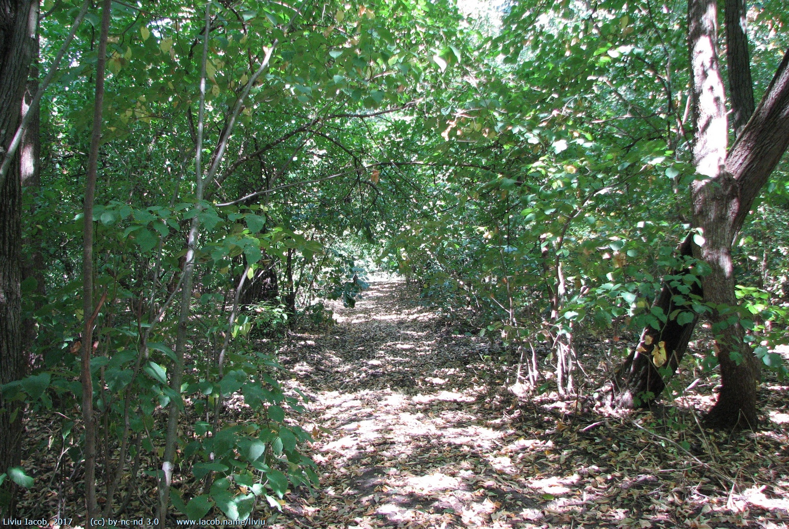Traseu in Ilfov: Branesti (Padurea Pustnicu + Raul Pasarea ...
