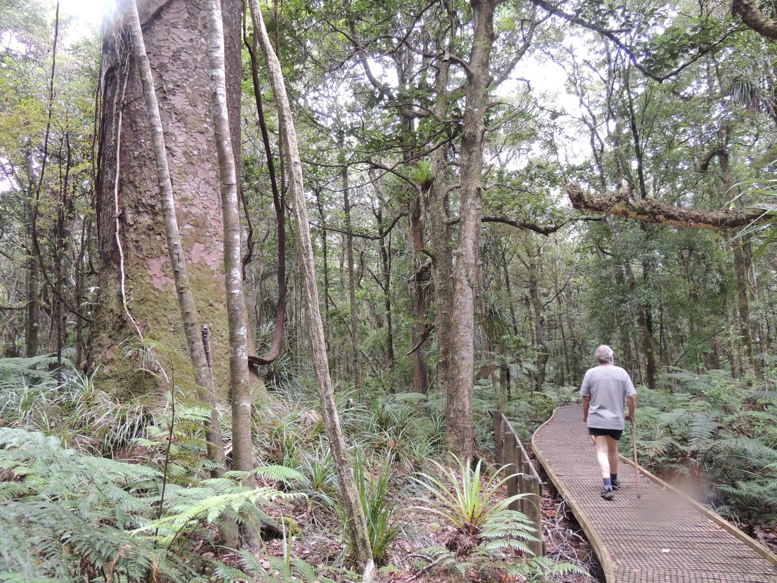 THE ROAD TAKEN : Trounson Kauri Park