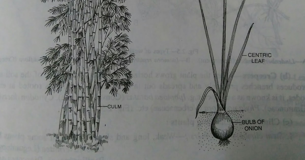 Stems: kinds of stems, strong stems,weak stems- digieduco