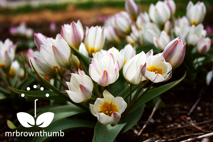 Miniature Garden Bulbs for Small-Space Gardens : MrBrownThumb