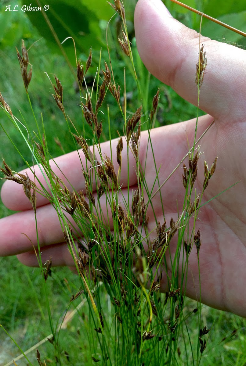 The Buckeye Botanist: Showcase on the Sedges (Cyperaceae)