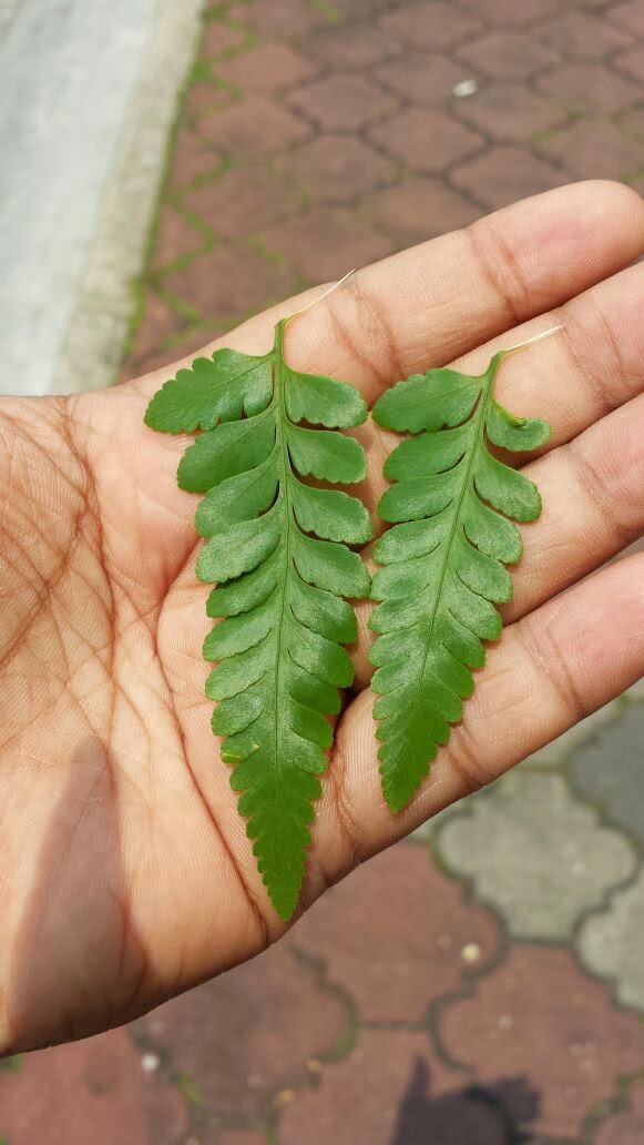 Class 3A 2014: Group work: Classifying leaves (Plant Systems)