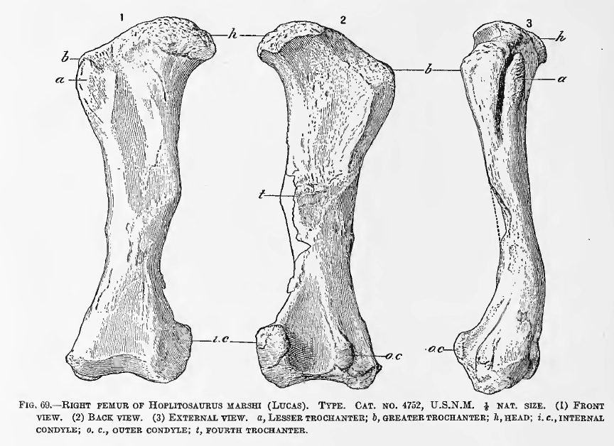 Equatorial Minnesota: Hoplitosaurus
