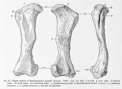 Equatorial Minnesota: Hoplitosaurus