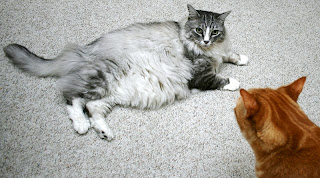 Weave-Away: I'll try not to weave up the cat...