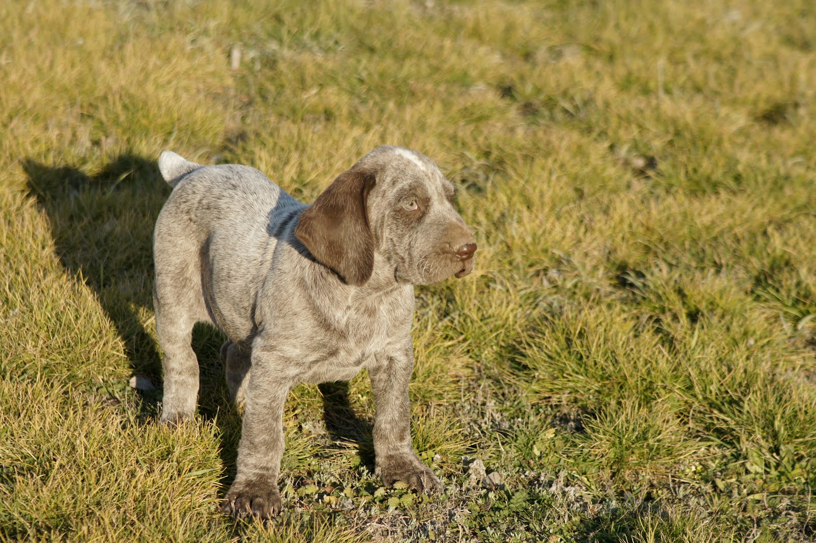 -Perdigueros de Burgos Novella Alta- : cachorros Perdiguero de Burgos