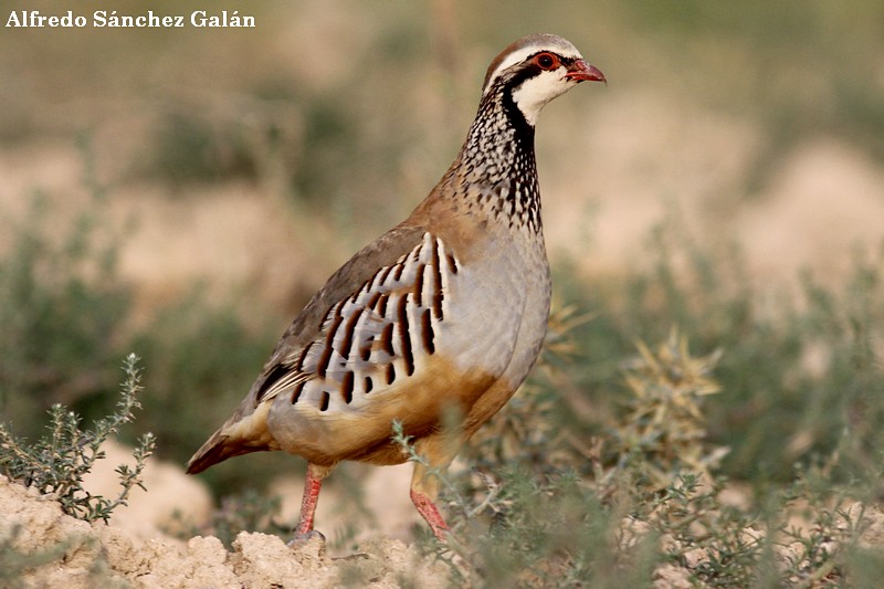 Aves de Aragón : Perdiz roja