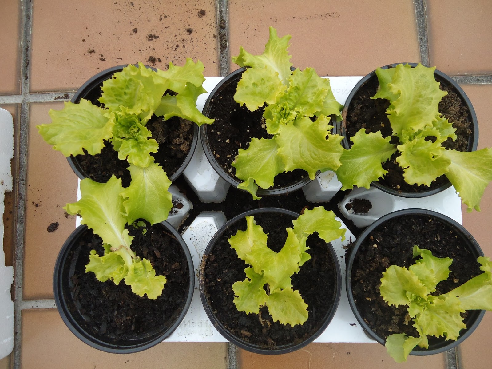 MANOS PEQUEÑAS… SONRISAS GRANDES: NUESTRAS LECHUGAS VAN CRECIENDO