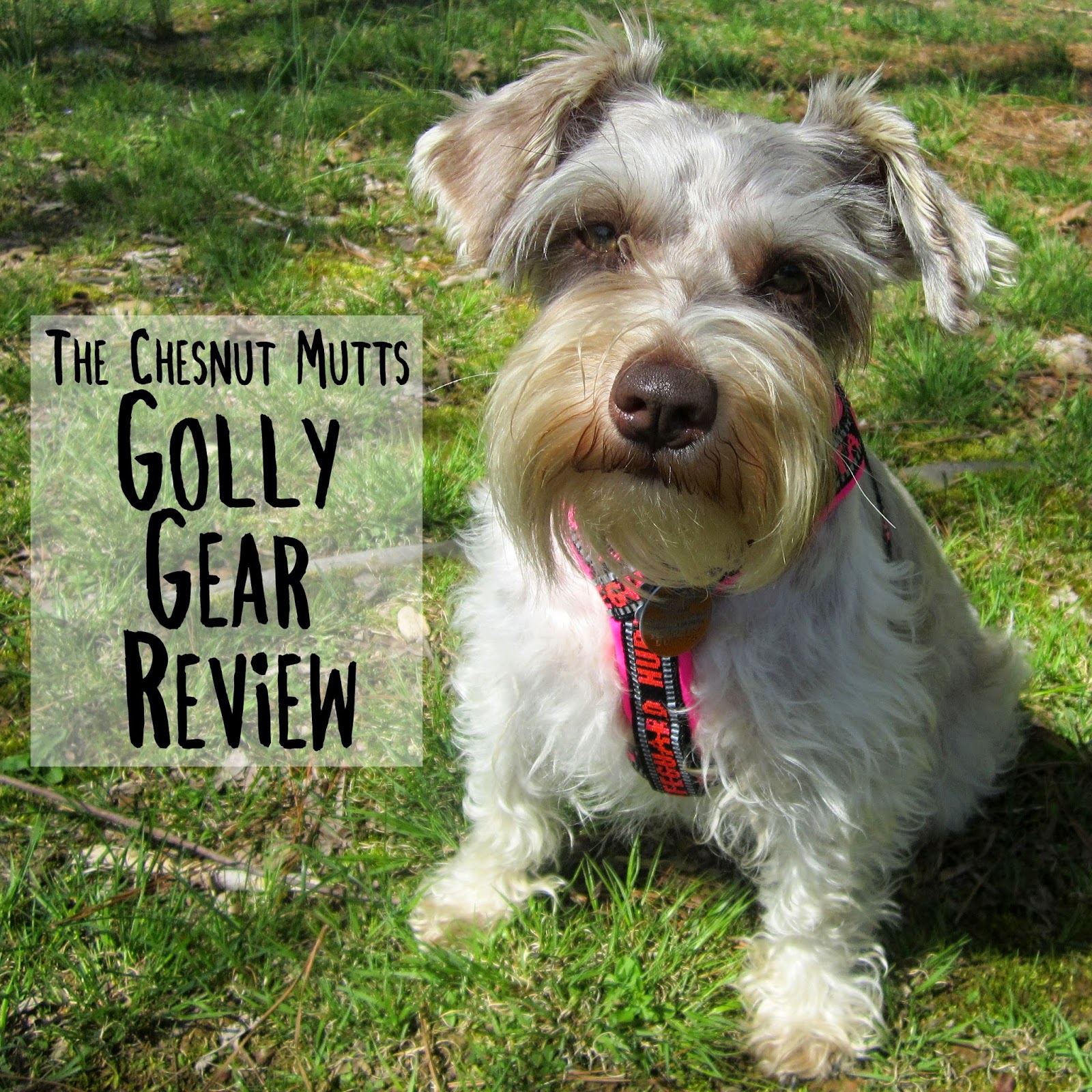 Review: Golly Gear | The Chesnut Mutts