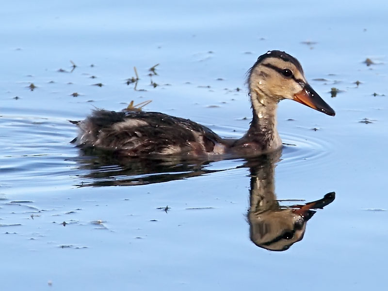 Ecobirder: Duckling