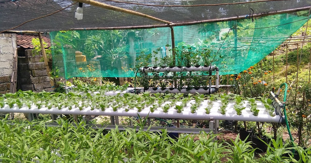 Petani Muda Kreatif: JENIS TANAMAN SAYUR HIDROPONIK