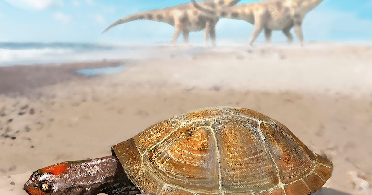 Species New to Science: [Paleontology • 2017] Algorachelus peregrinus ...