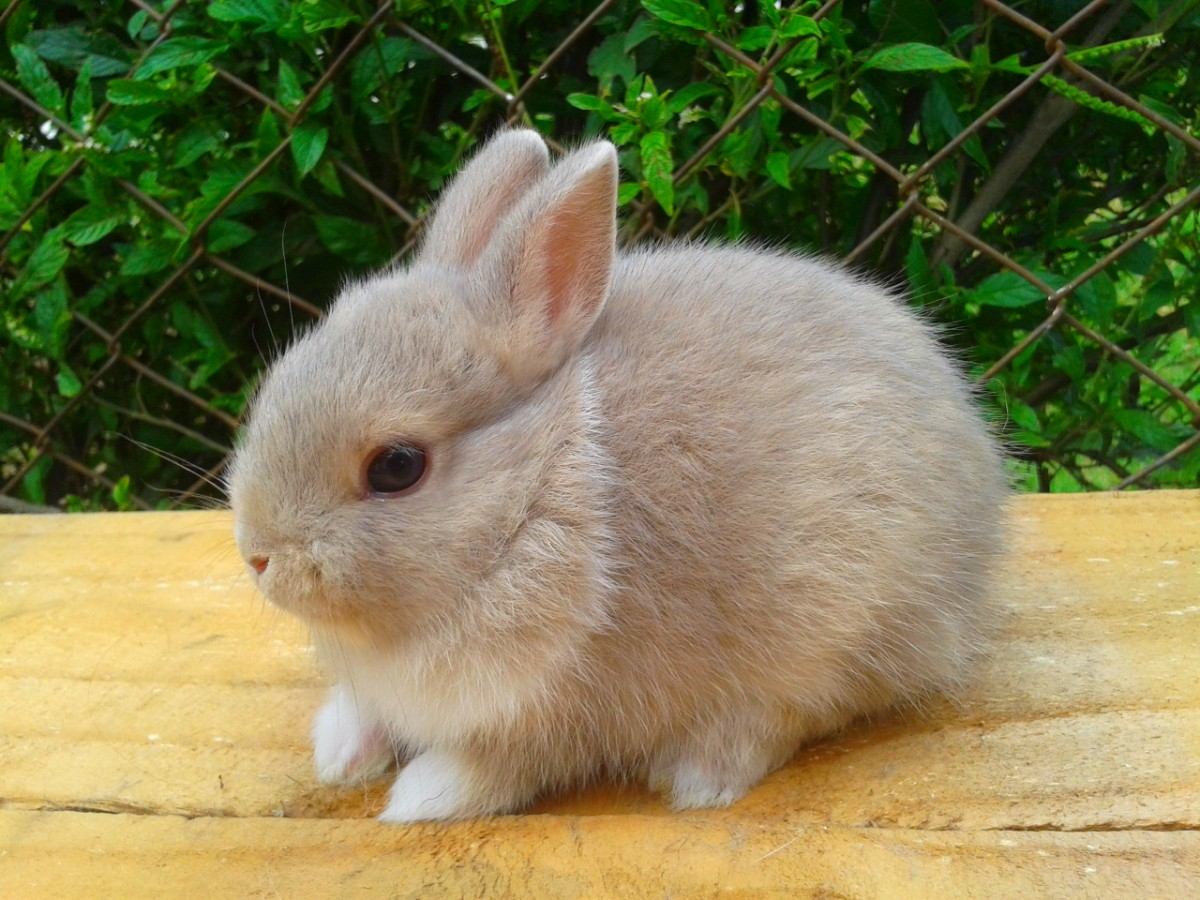 TATA PET - Mini Coelhos: Raças de Mini Coelho