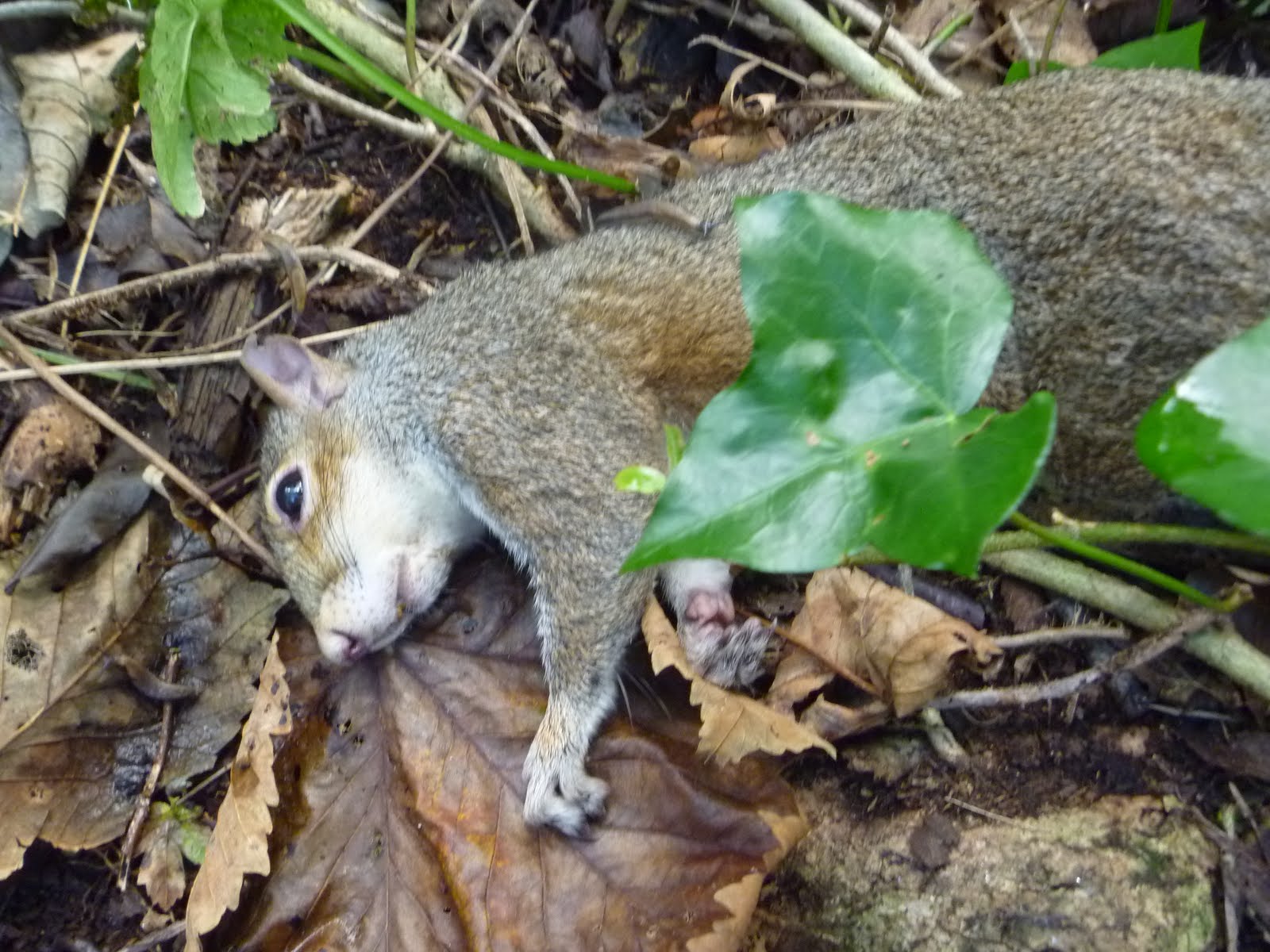 Sad Squirrel - Polyvore