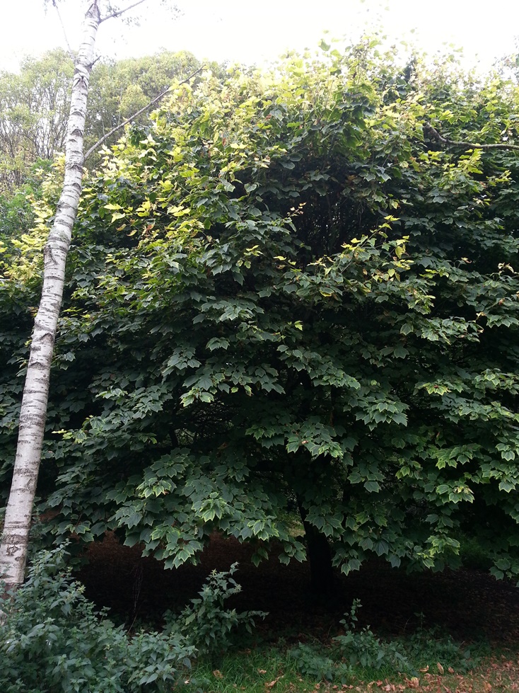 Michael Peverett: Swindon's lost arboretum