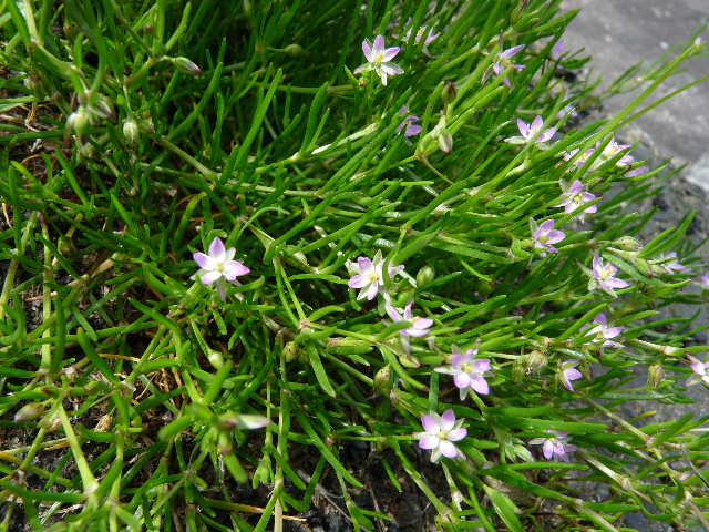 Abbey Meadows: Lesser sea Spurrey