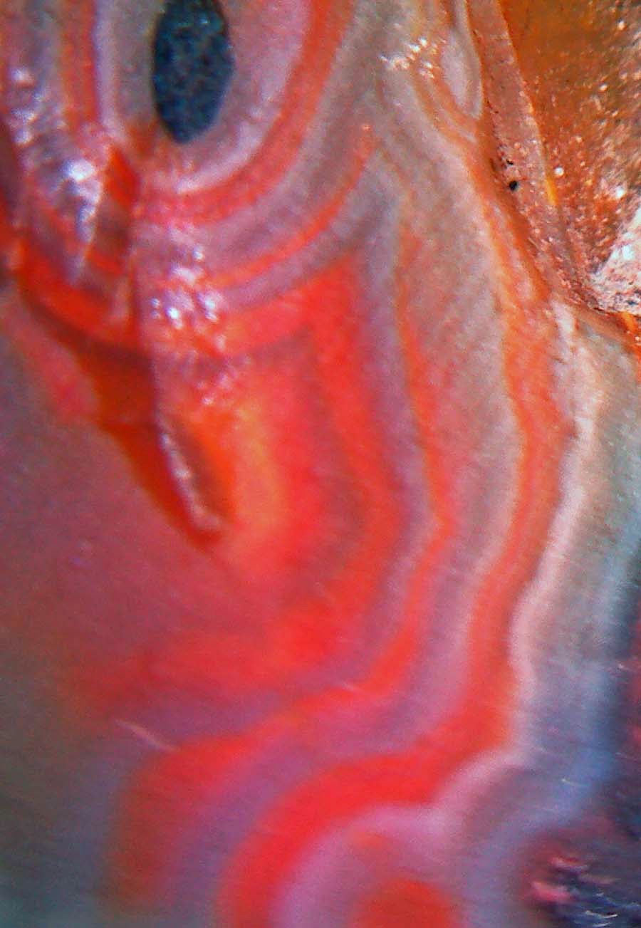 The Agatelady: Adventures and Events: 4th of July Agate Close Ups