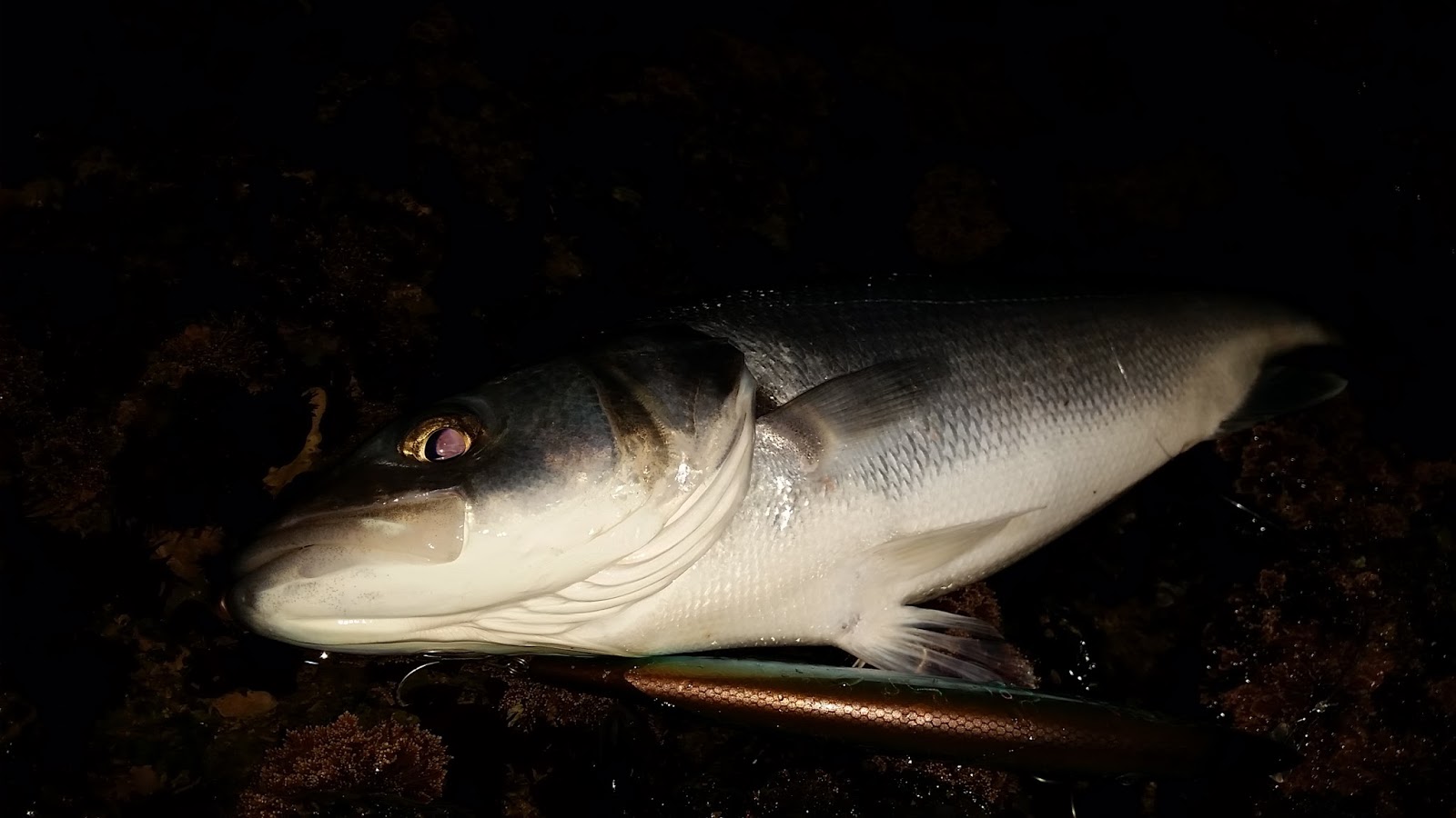Pesca em Viana: De volta aos Labrax!