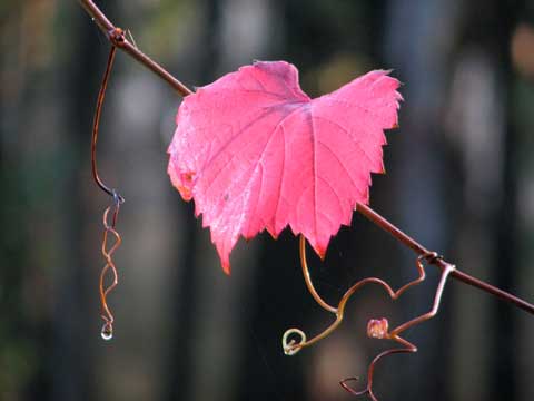 A Line from Linda: The Last Leaf