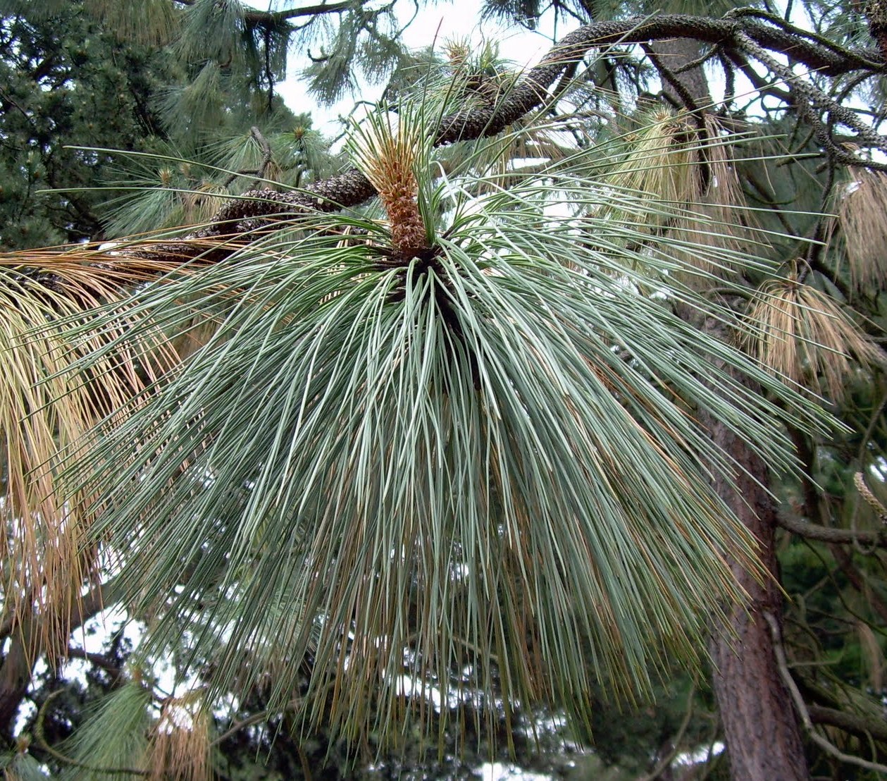Taxonomia Plantae no Magnoliopsida: Phylum Tracheophyta Clase Pinopsida ...