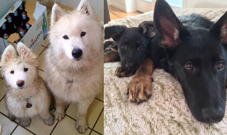 Samoyed Mix German Shepherd