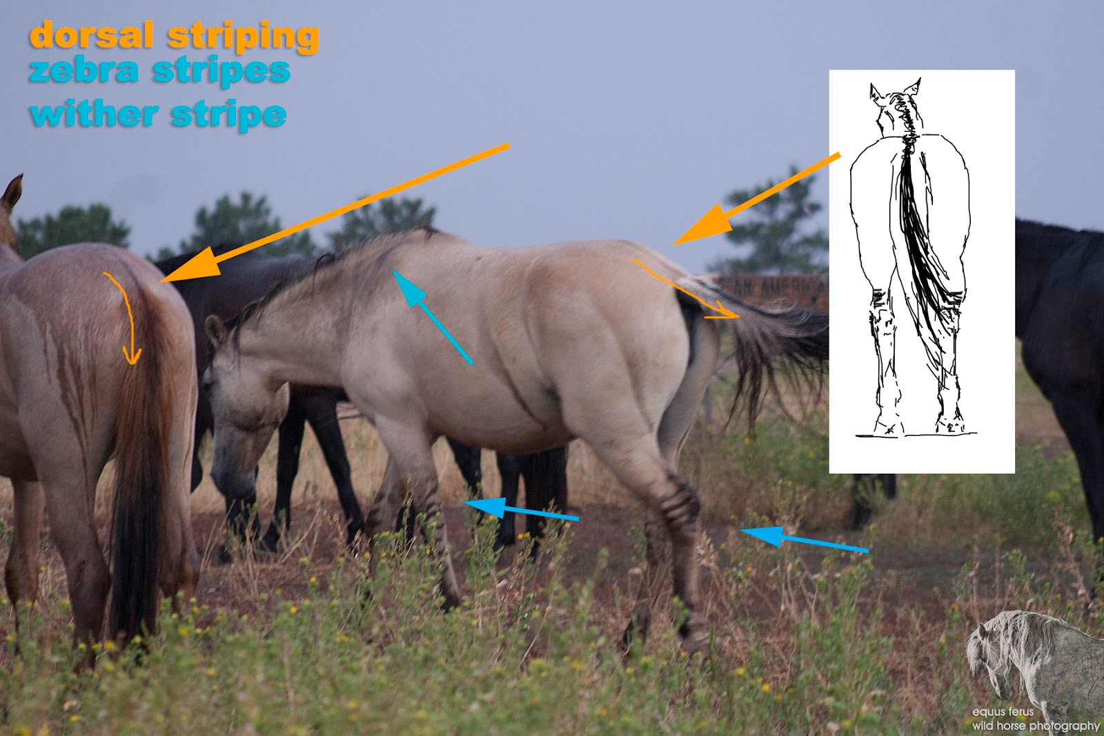 Zebra Dun Quarter Horse