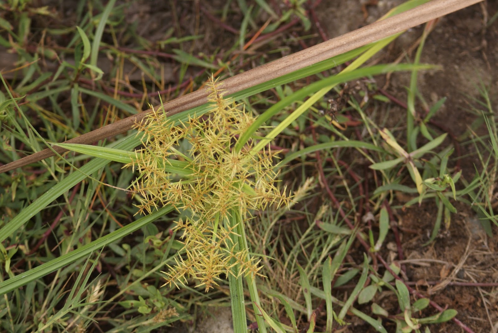 ERIC FRANK RODRIGUEZ RODRIGUEZ: Inventario Florístico del Complejo ...