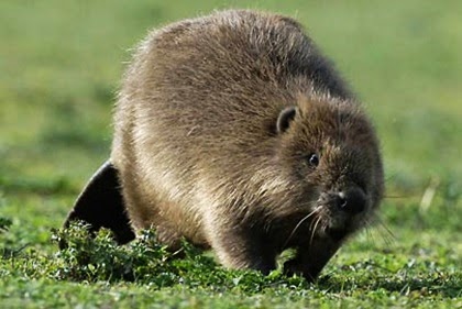 Mundos propios: EL CASTOR EUROPEO EN LA PENÍNSULA IBÉRICA: UN VOTO POR ...