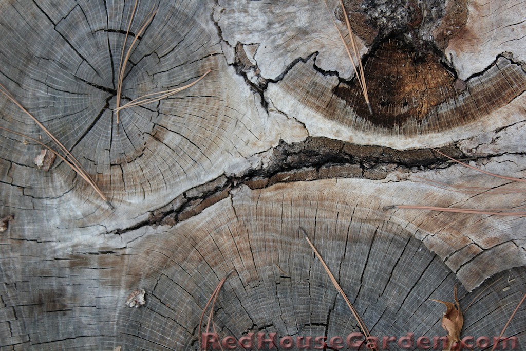 Red House Garden: Reflections of an Oak Stump