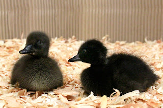 Metzer Farms Duck and Goose Blog: Indian Runner Ducks